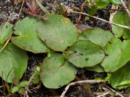 Centella erecta_百度百科