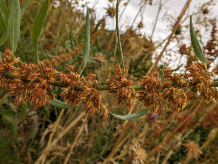 Rumex palustris_百度百科
