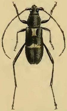 长跗天牛_百度百科