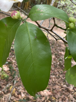 Lecythis lurida_百度百科