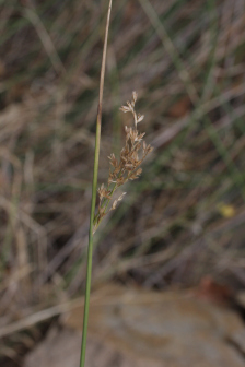Juncus textilis_百度百科