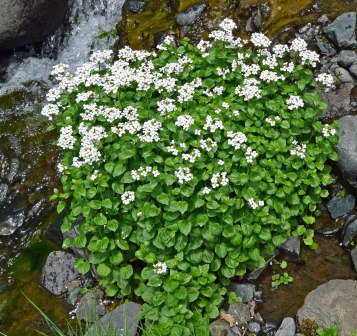 Cardamine cordifolia_百度百科