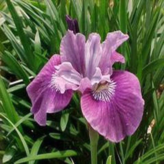 Iris 'Lady Vanessa'_百度百科
