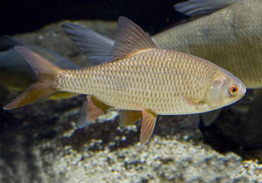 三齿华缨鱼_百度百科