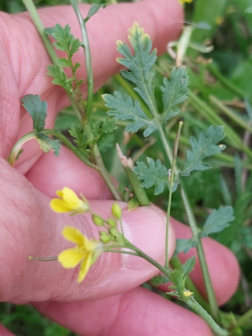 Diplotaxis catholica_百度百科