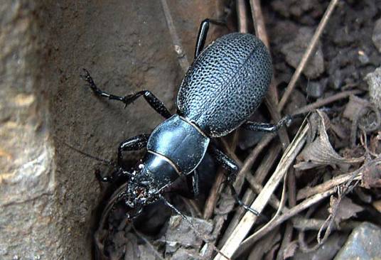 中华长阎甲_百度百科