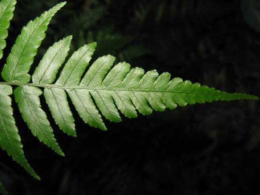 拟丹尼蕨属_百度百科