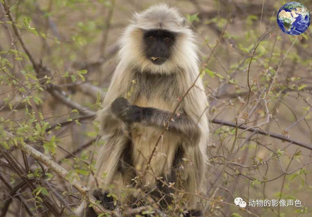 这种猴子的尾巴是自己身体的两倍长，还长得眉清目秀_百科TA说