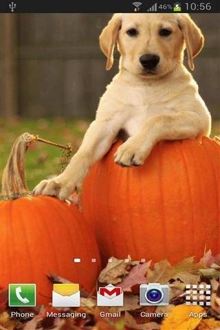 Talking Halloween Dog_百度百科