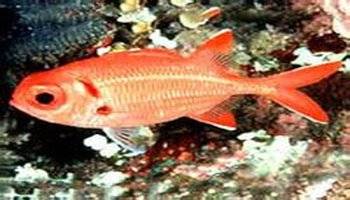 红目鳞鱼_百度百科