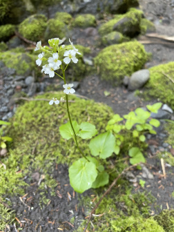 Cardamine cordifolia_百度百科