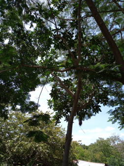 Ficus cotinifolia_百度百科