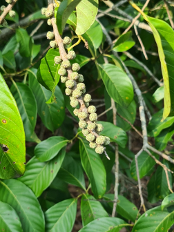 Castanopsis inermis_百度百科