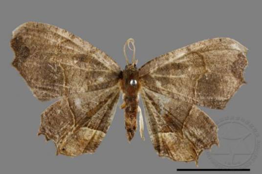 齿蛱蛾属_百度百科