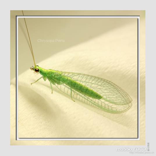 多斑草蛉_百度百科