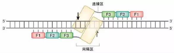 基因组编辑三大利器：TALEN、ZFN和CRISPR/Cas_百科TA说