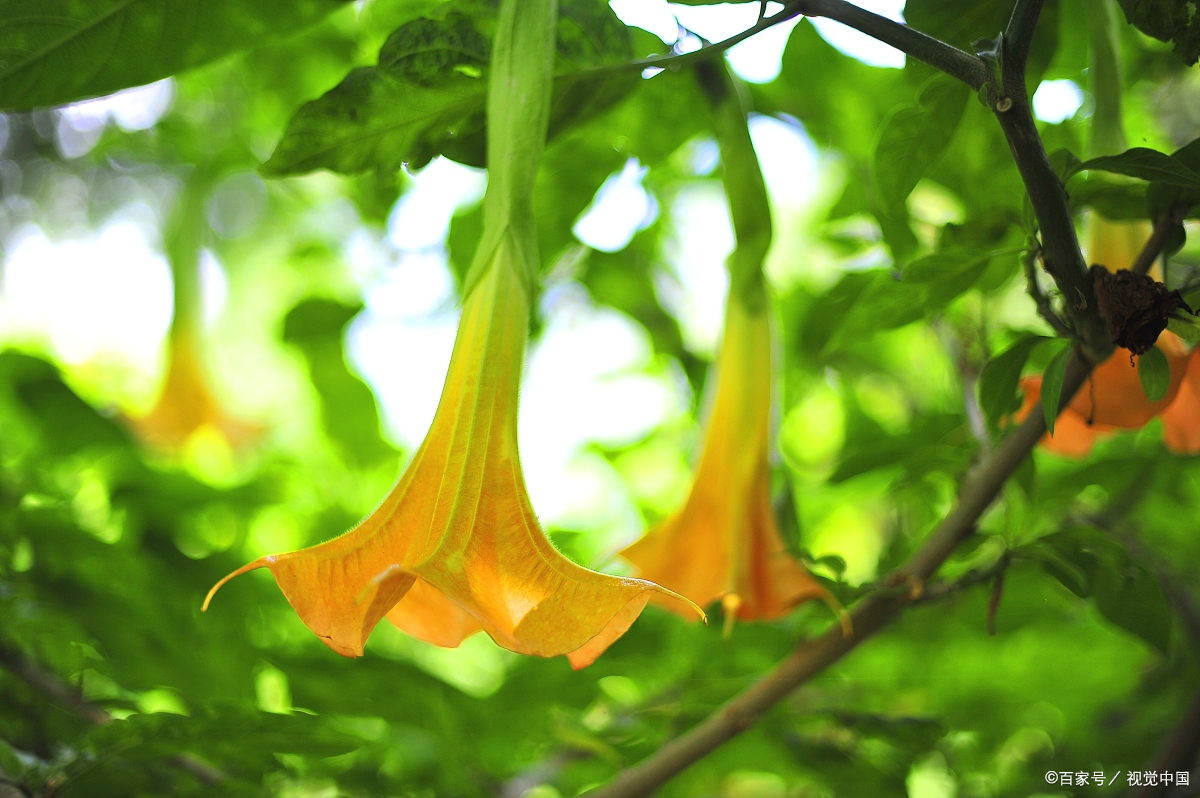 从金庸和刘墉笔下出走的花——曼陀罗_百科TA说
