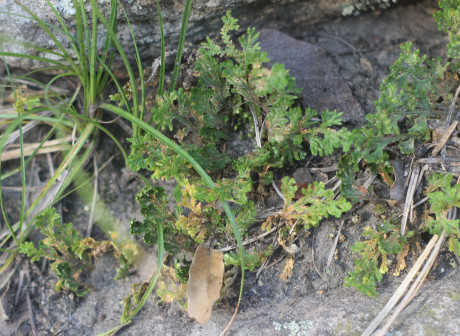 Selaginella stenophylla_百度百科