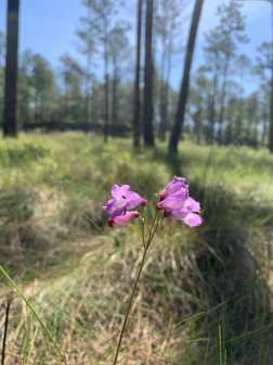 Penstemon dissectus_百度百科
