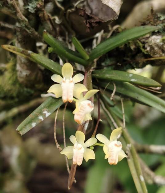 麝香白点兰_百度百科