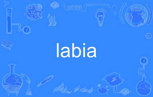 labia_百度百科
