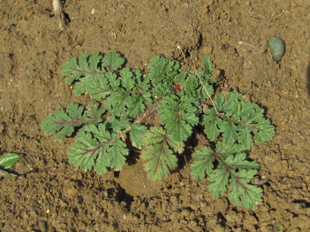 Erodium ciconium_百度百科
