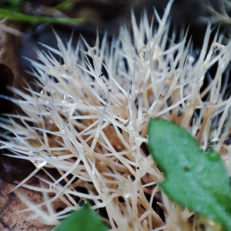 钻形羽瑚菌_百度百科