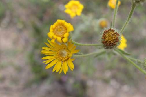 Heterotheca inuloides_百度百科