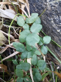 Boquila trifoliolata_百度百科