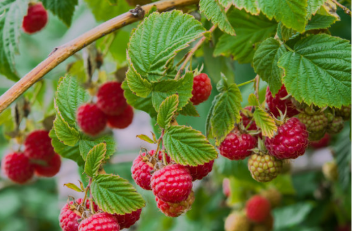 名满全球红树莓，也有少见的一面_百科TA说