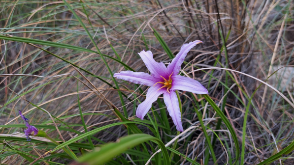 Xerophyta viscosa_百度百科