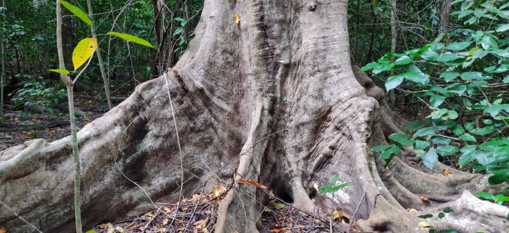 Terminalia citrina_百度百科