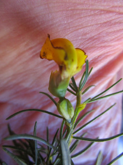 Cyclopia maculata_百度百科