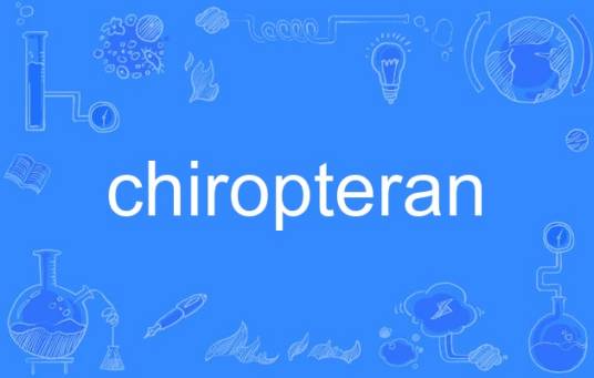 chiropteran_百度百科