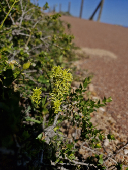Stackhousia dielsii_百度百科