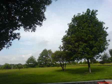 柚子树_百度百科