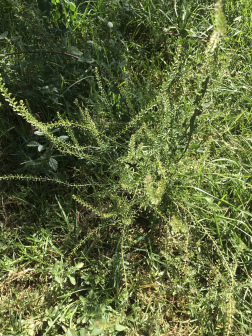 Lepidium africanum_百度百科