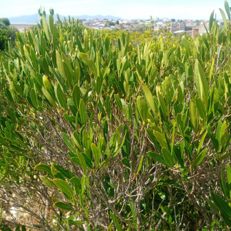 Olea exasperata_百度百科
