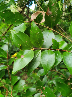 Gossia punctata_百度百科