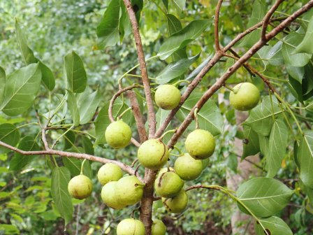 Ficus polita_百度百科