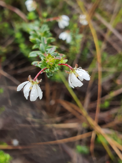 Bauera microphylla_百度百科