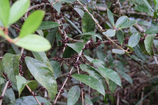 Ficus sinuata_百度百科