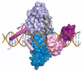 基因组编辑三大利器：TALEN、ZFN和CRISPR/Cas_百科TA说