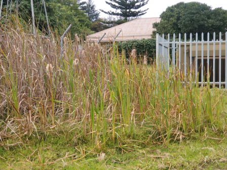 Typha capensis_百度百科