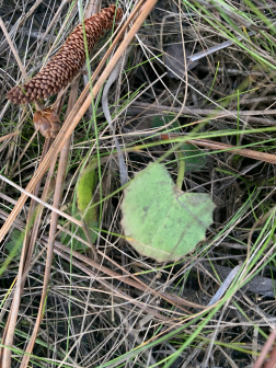 Centella erecta_百度百科