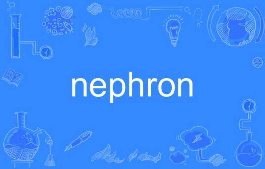 nephron_百度百科