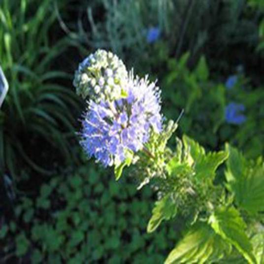 Caryopteris × clandonensis 'Lisaura' HINT OF GOLD_百度百科