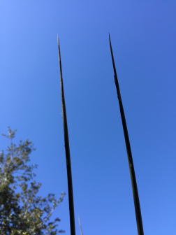 Juncus textilis_百度百科