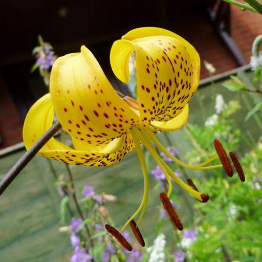 Lilium 'Enchantment'_百度百科