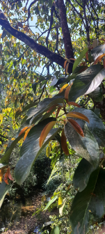 Bhesa indica_百度百科